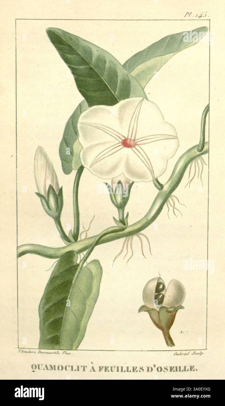 Flore médicale des Antilles, ou, Traité des plantes usuelles, Paris ...