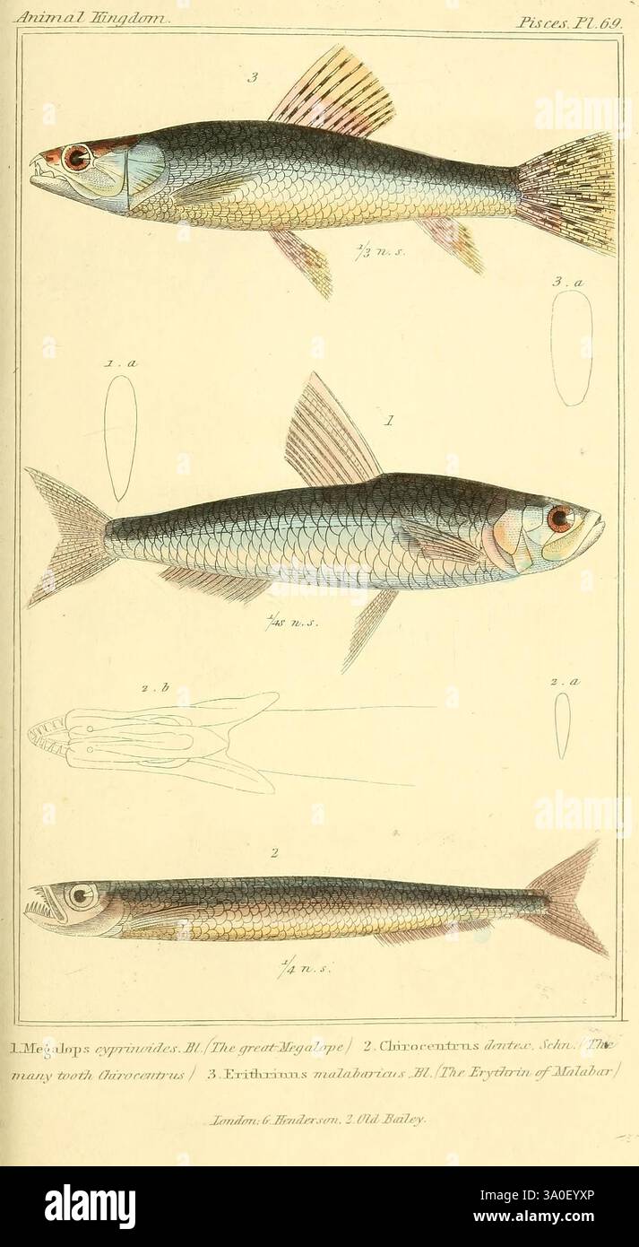 Detailed representation of various fish species hi-res stock ...