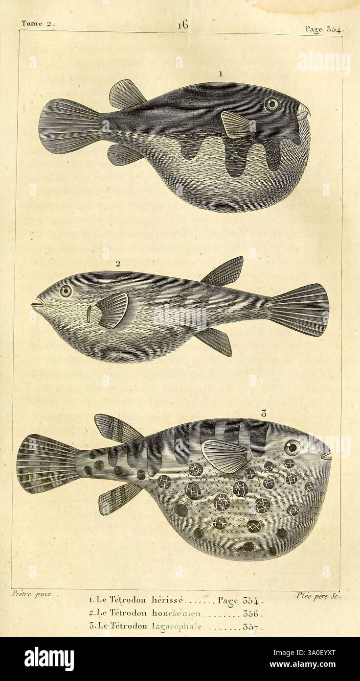 Fascinating study of marine life diversity hi-res stock photography and ...