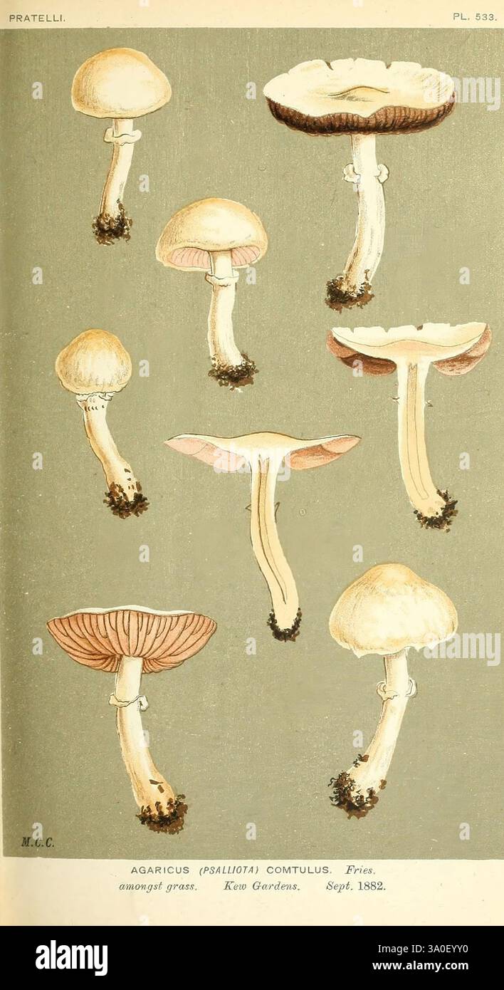 Illustrations of British Fungi (Hymenomycetes), to serve as an atlas to ...