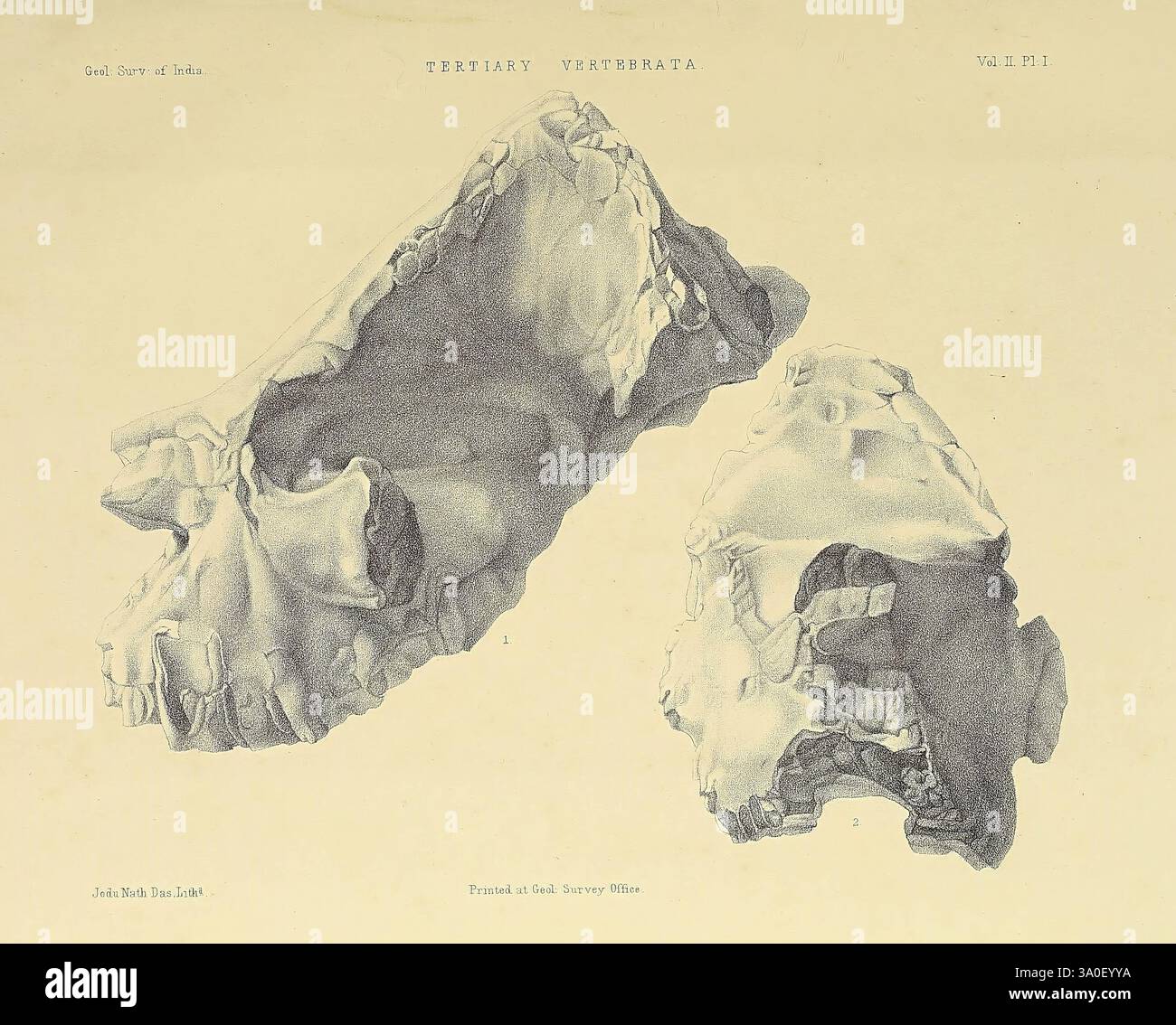 Deeper understanding of cranial anatomy hi-res stock photography and ...