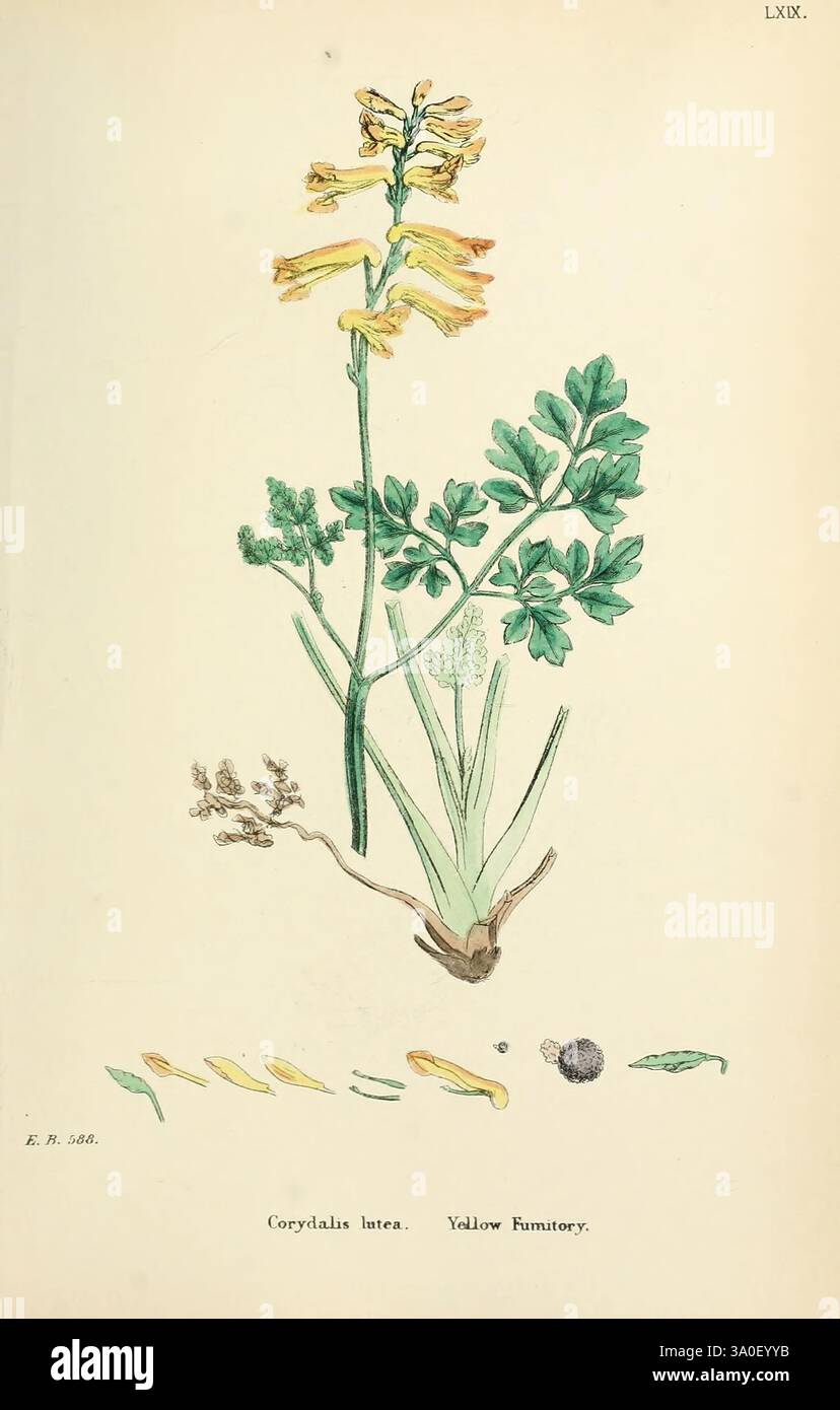 English, botany, Coloured, figures, of, British, plants, London, R ...