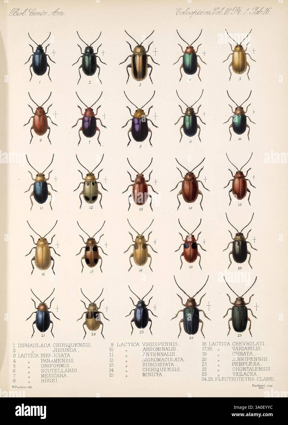 Detailed taxonomy chart features hi-res stock photography and images ...