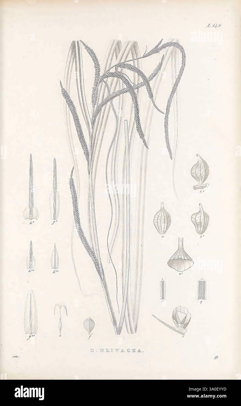 Showcasing intricate details of various plant structures hi-res stock ...