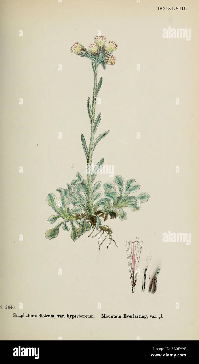 English botany Coloured figures British plants London R. Hardwicke 1863 ...