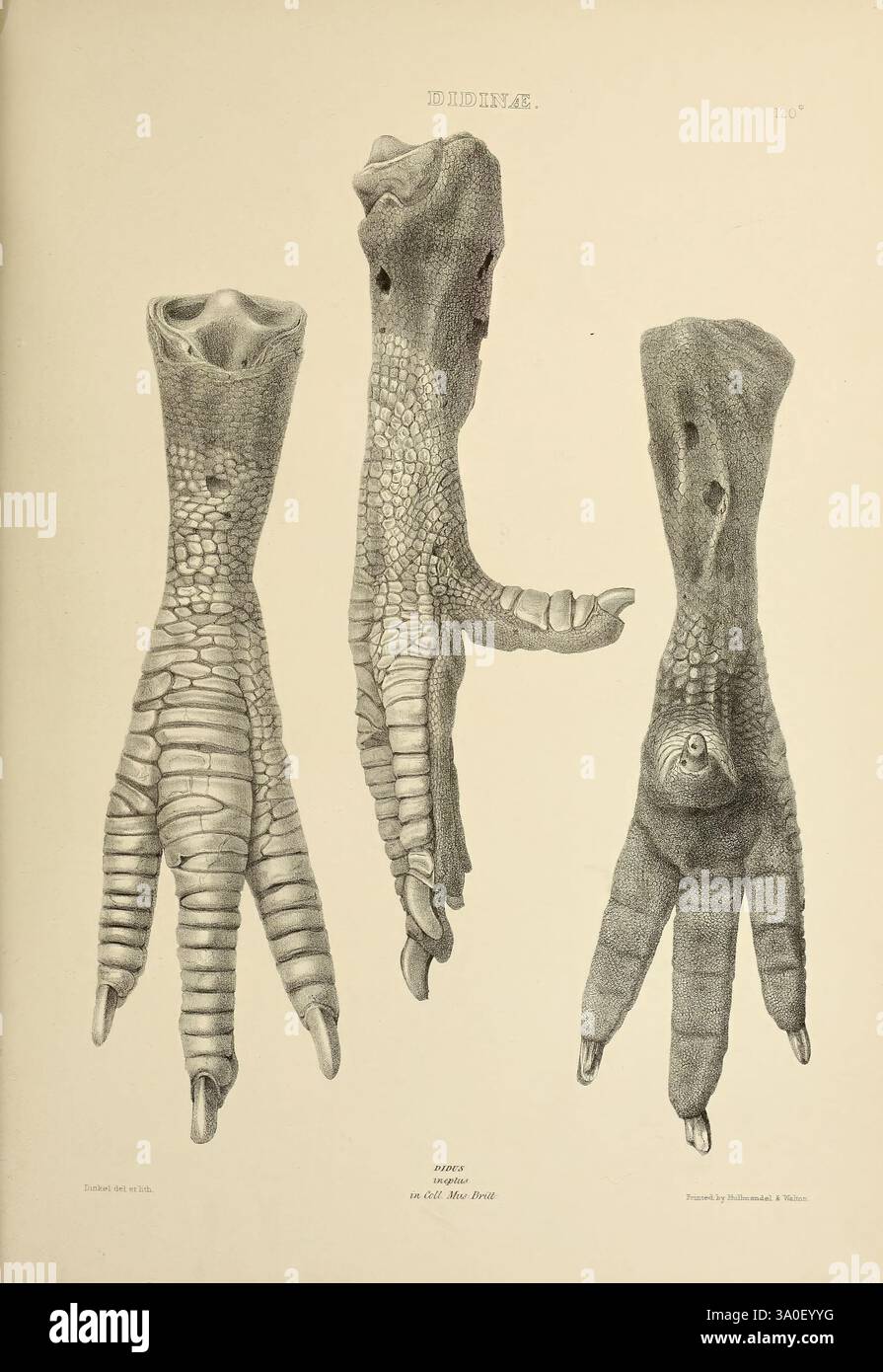 The genera of birds, 1849, bird, birds, behavior ornithology ...