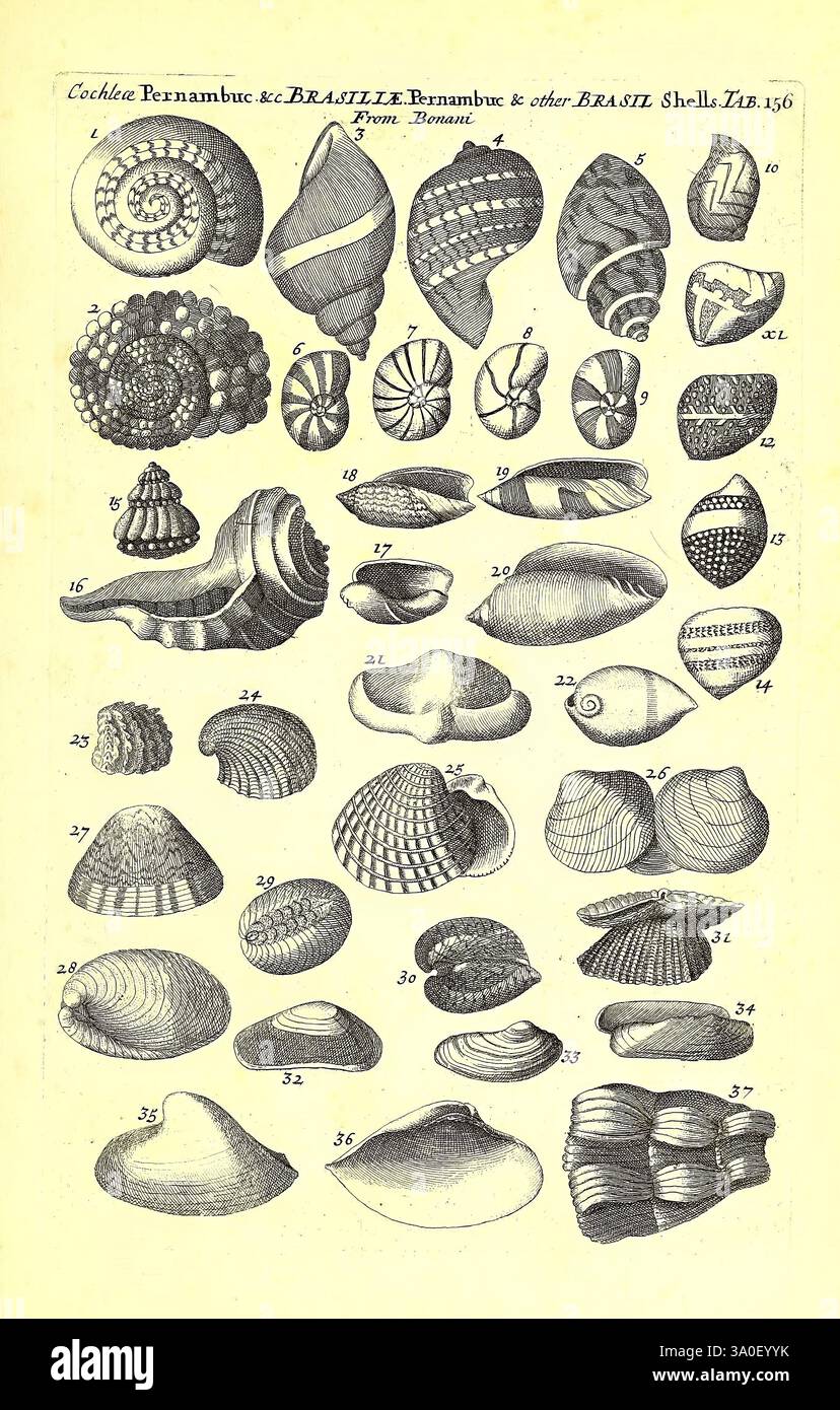 Jacobi Petiveri Opera, Historiam Naturalem Spectantia 1767. Natural ...