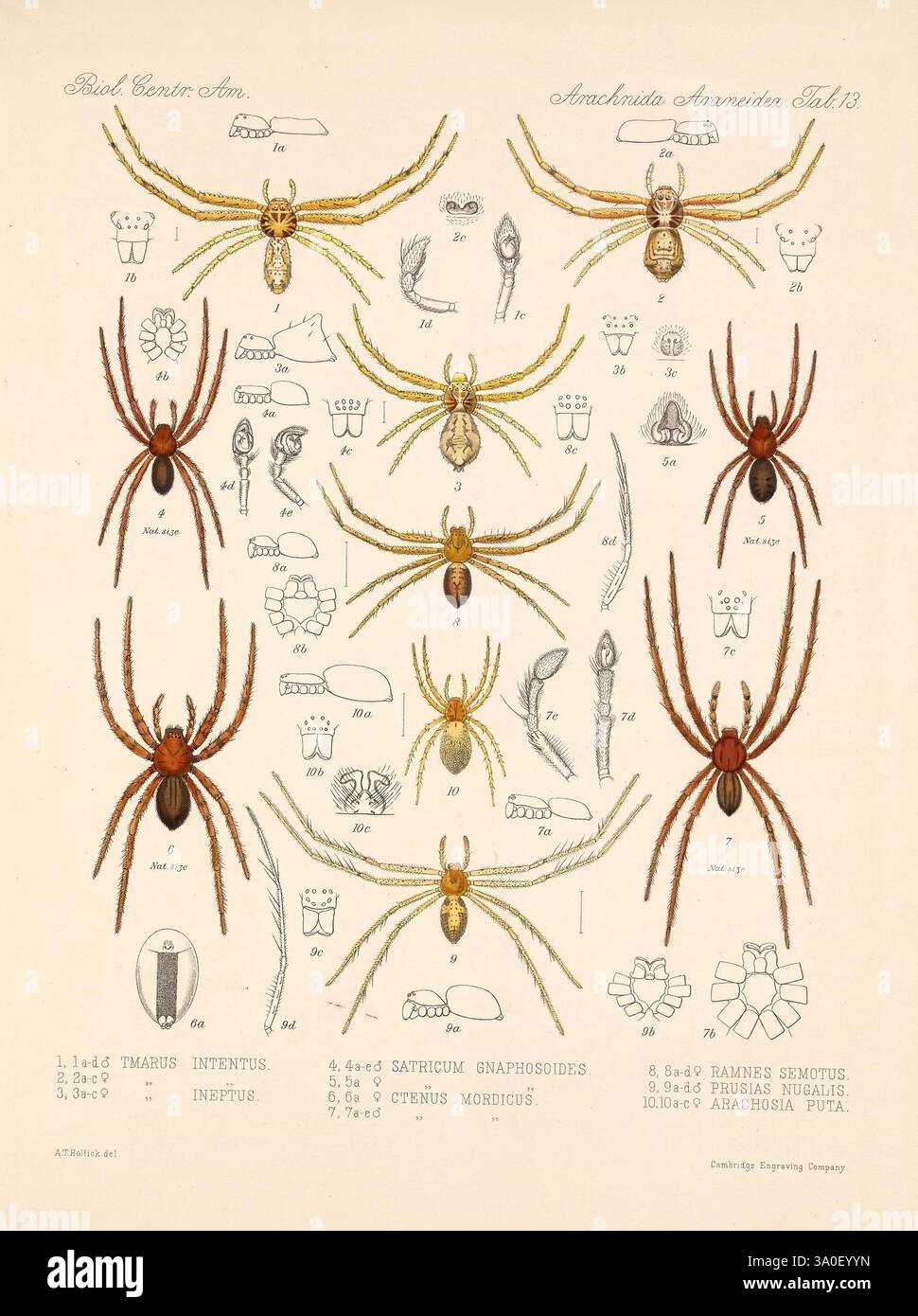Central section showcases different types of arachnids hi-res stock ...
