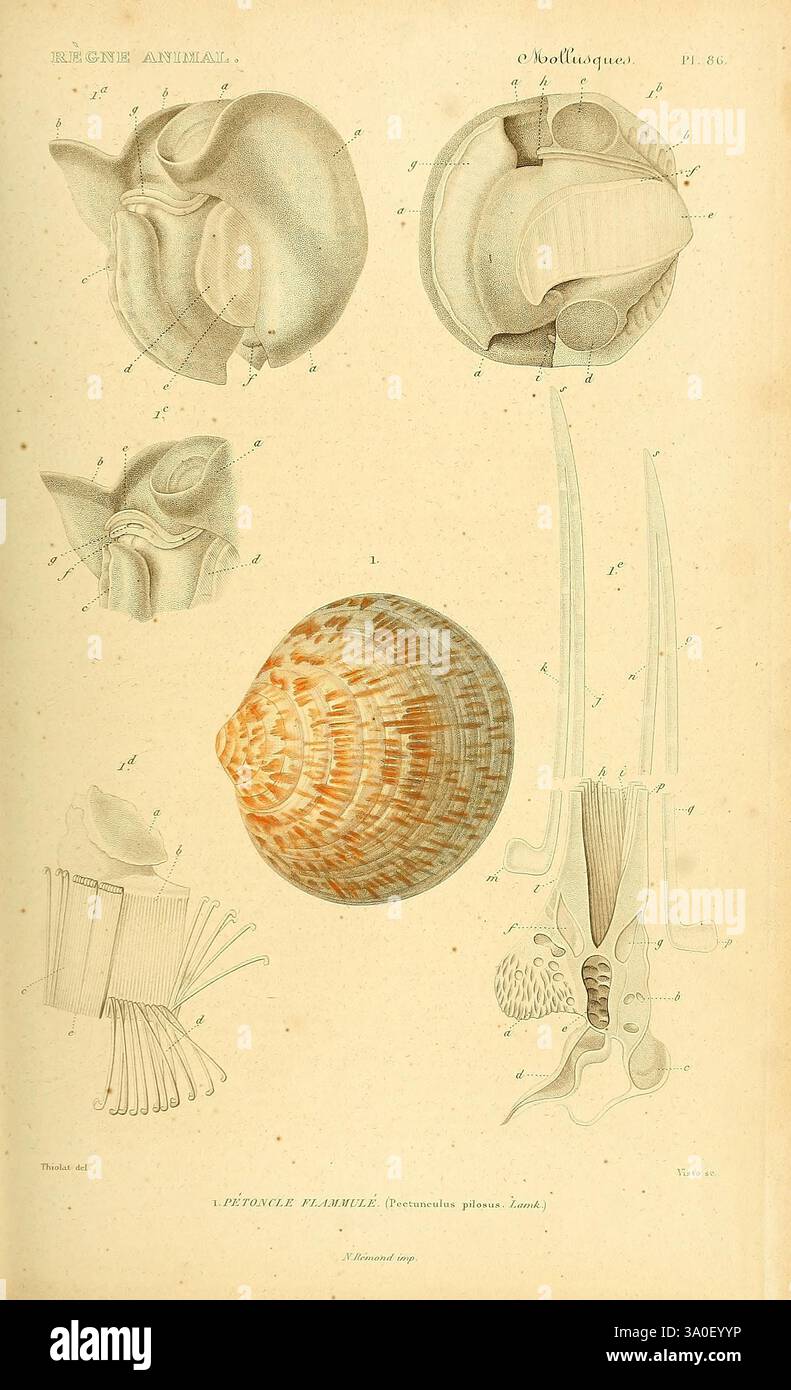 Diagrams of different anatomical parts hi-res stock photography and ...