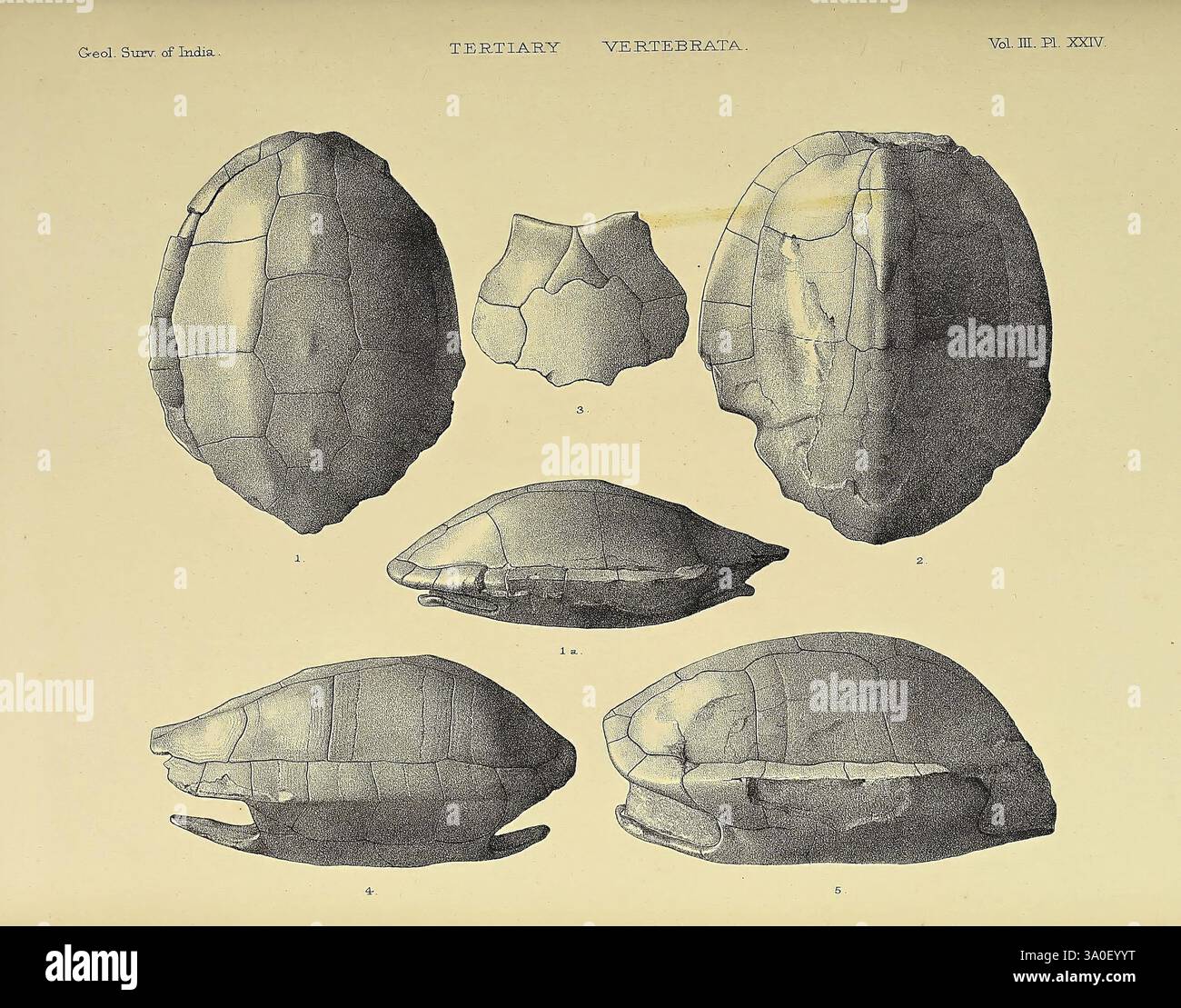 Series of turtle carapaces hi-res stock photography and images - Alamy