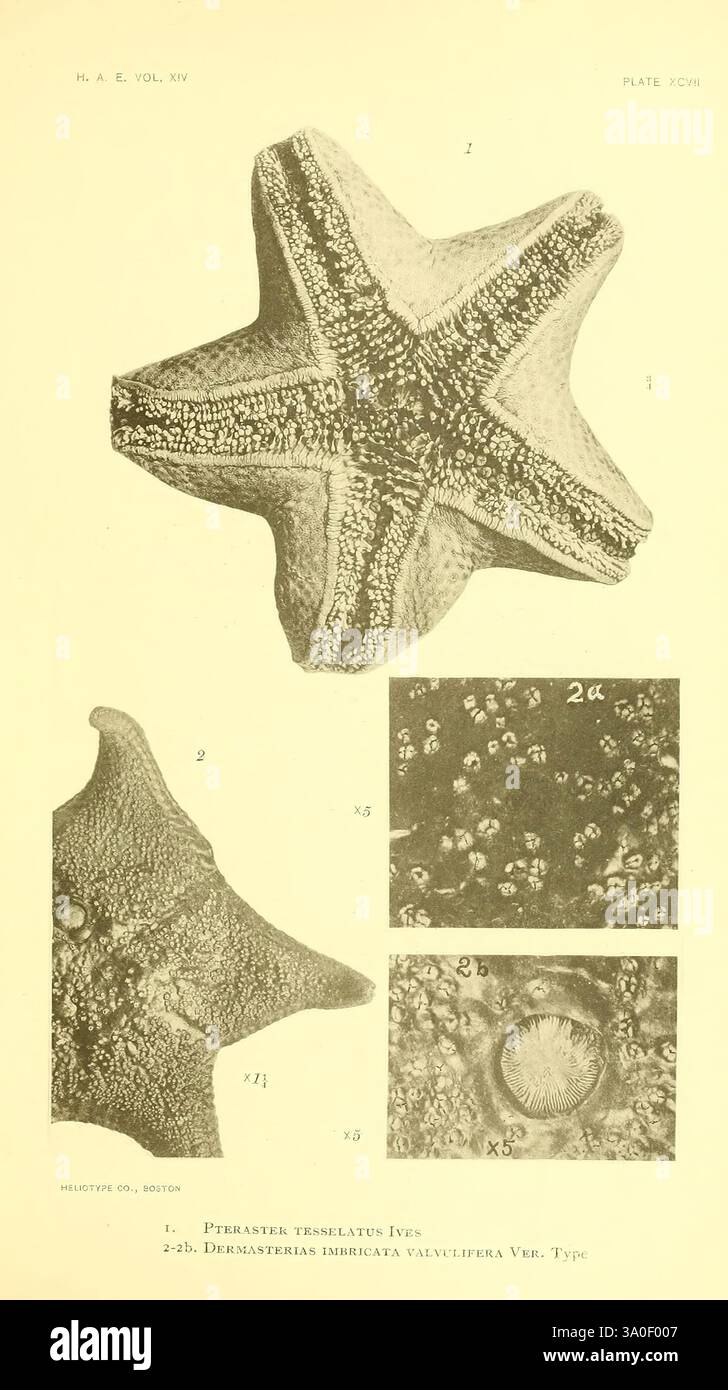 Harriman Alaska series Washington 1910-1914. Alaska Natural history ...