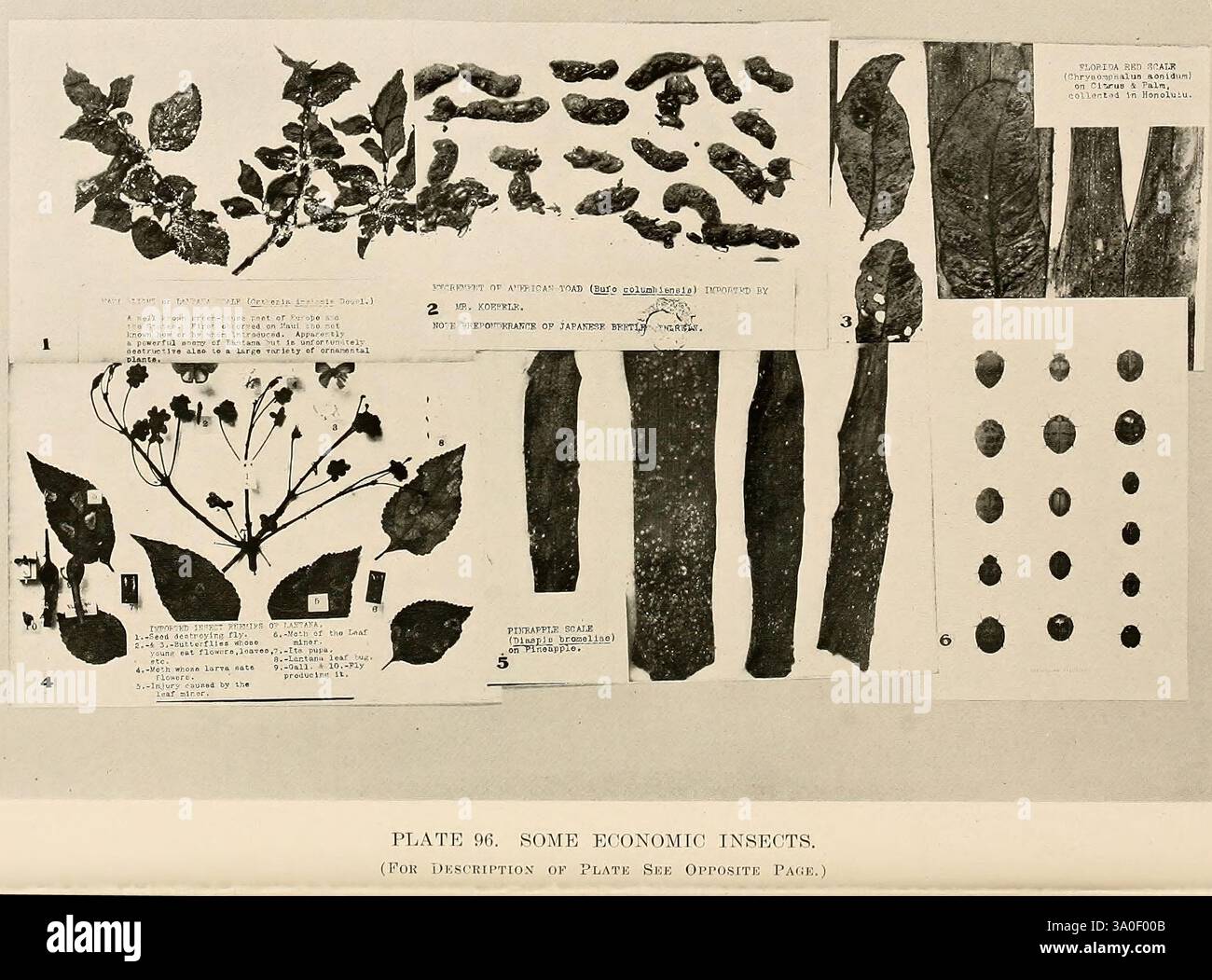 Detailed depictions of various leaves hi-res stock photography and ...