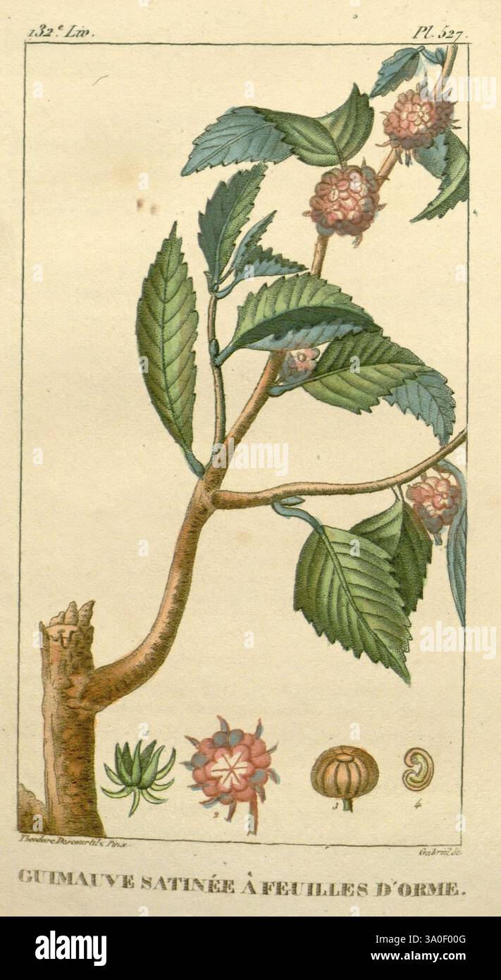 Flore médicale des Antilles, ou, Traité des plantes usuelles, Paris ...