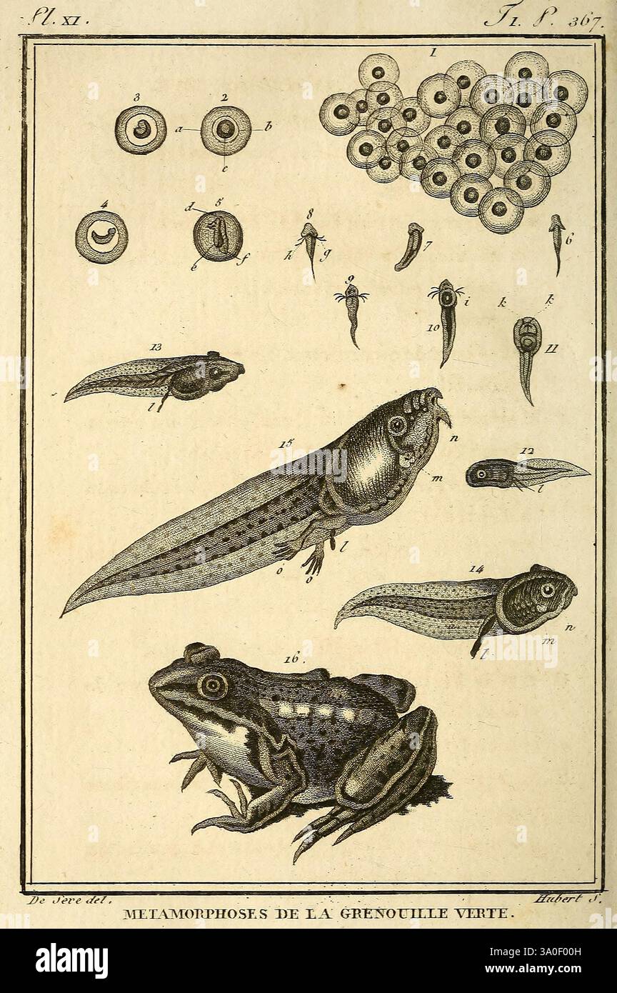 Histoire naturelle, générale et particulière, des reptiles, A Paris, De ...