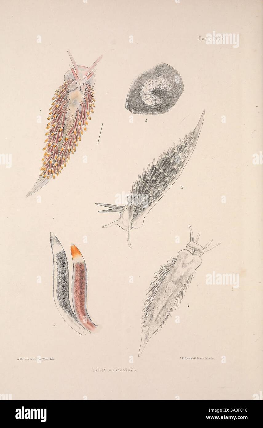 A monograph of the British nudibranchiate Mollusca London Printed for ...