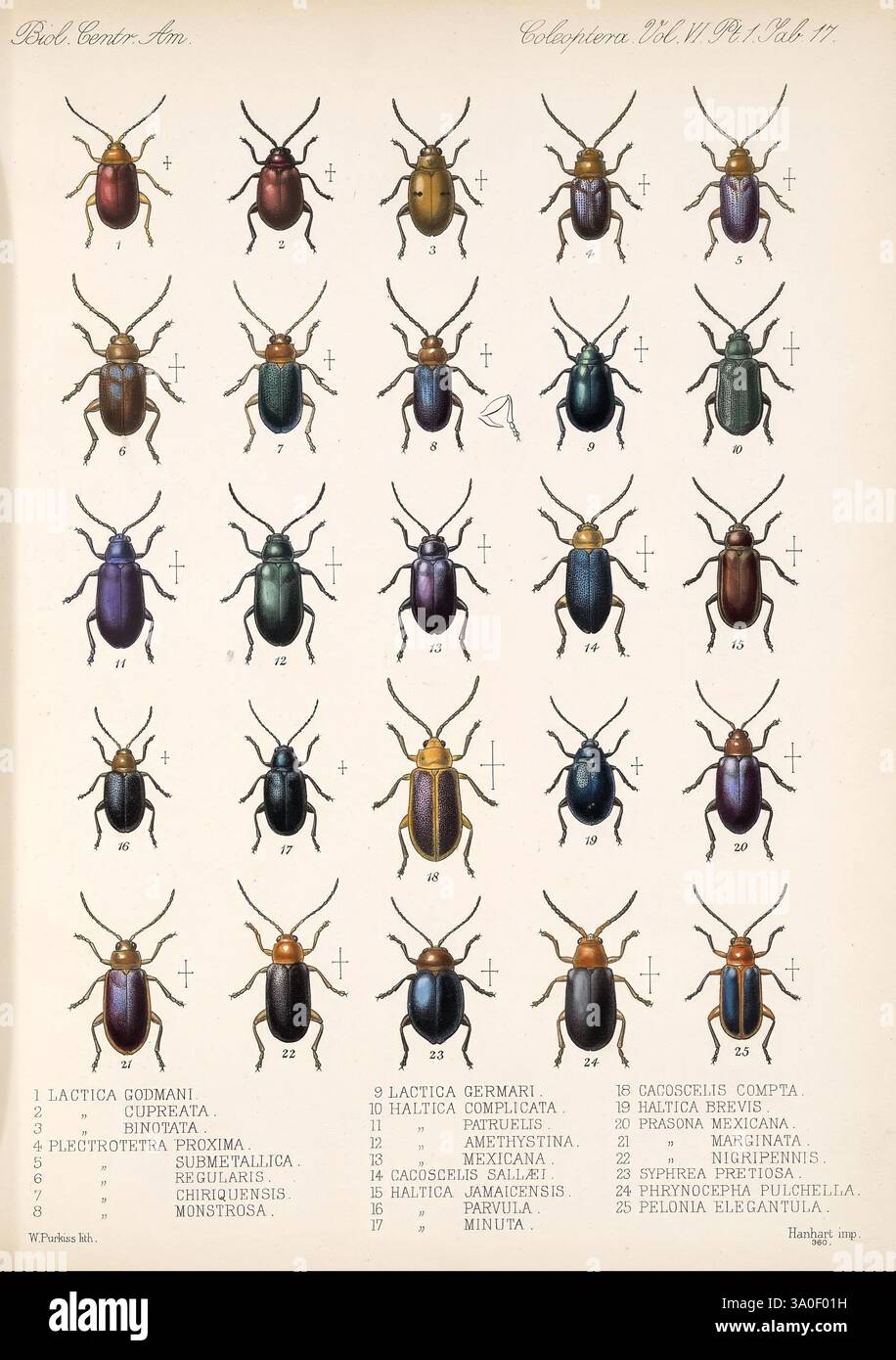 Detailed compilation of various beetles hi-res stock photography and ...