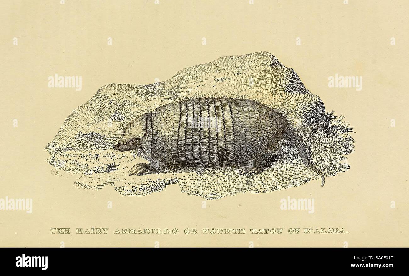 Armadillo burrow hi-res stock photography and images - Alamy