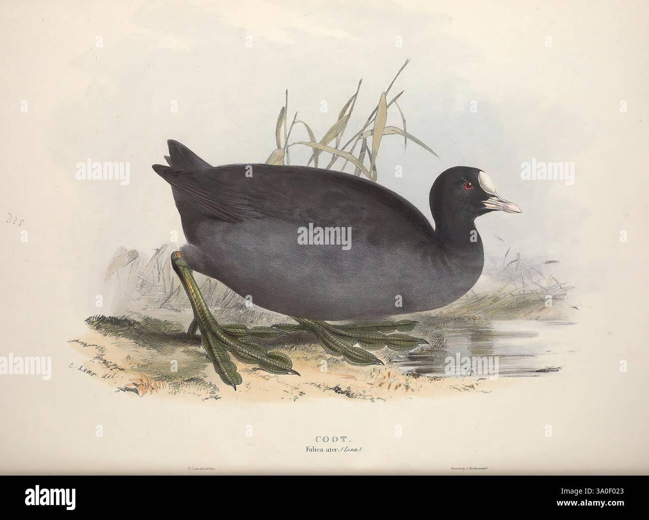Coots connection hi-res stock photography and images - Alamy