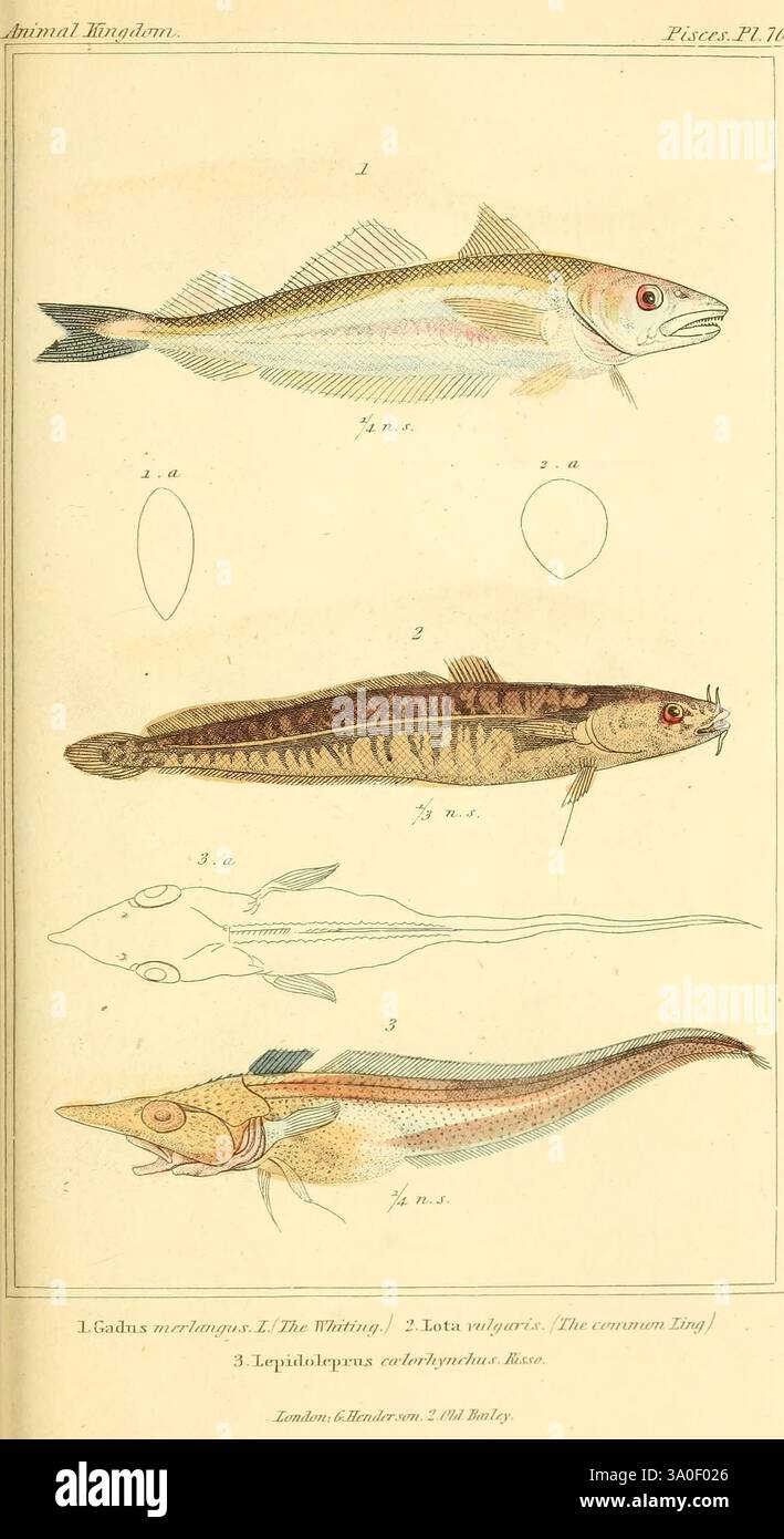 The animal kingdom, arranged according to its organization, serving as ...