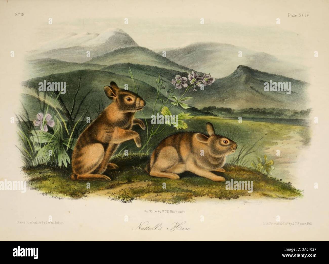 Scene depicts two rabbits hi-res stock photography and images - Alamy