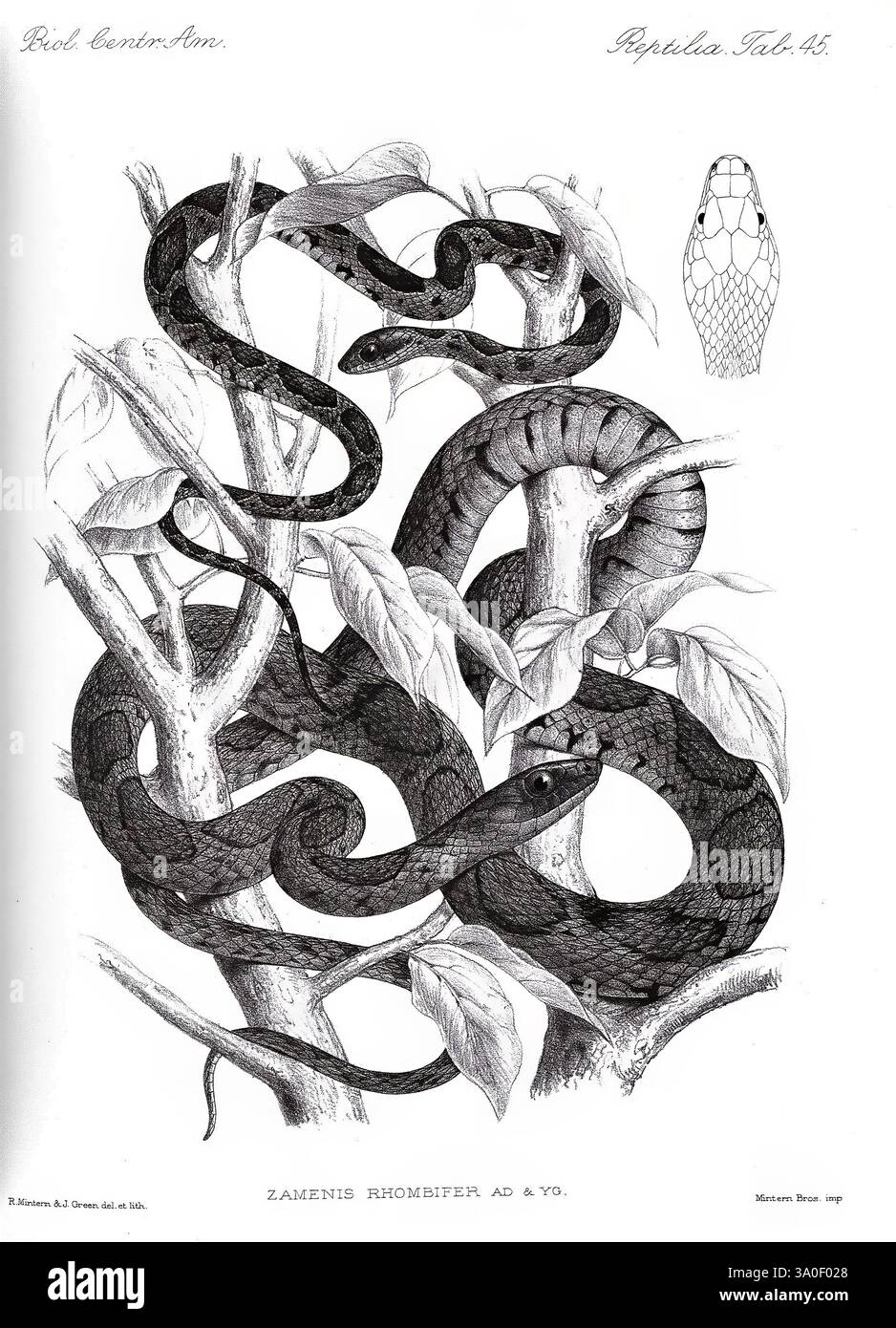 Biologia Centrali-Americana, London, 1879-1915. Archaeology, Botany ...