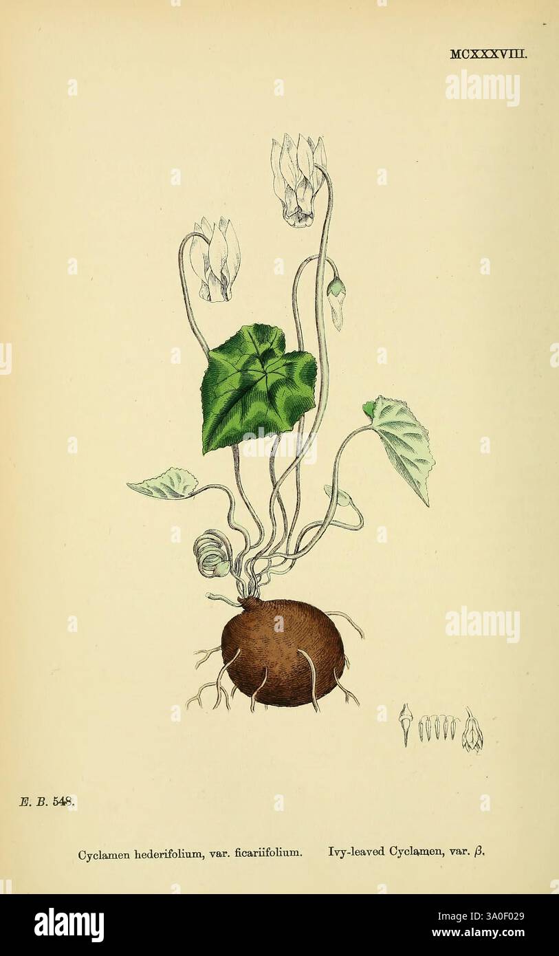 Prominently bulbous hi-res stock photography and images - Alamy