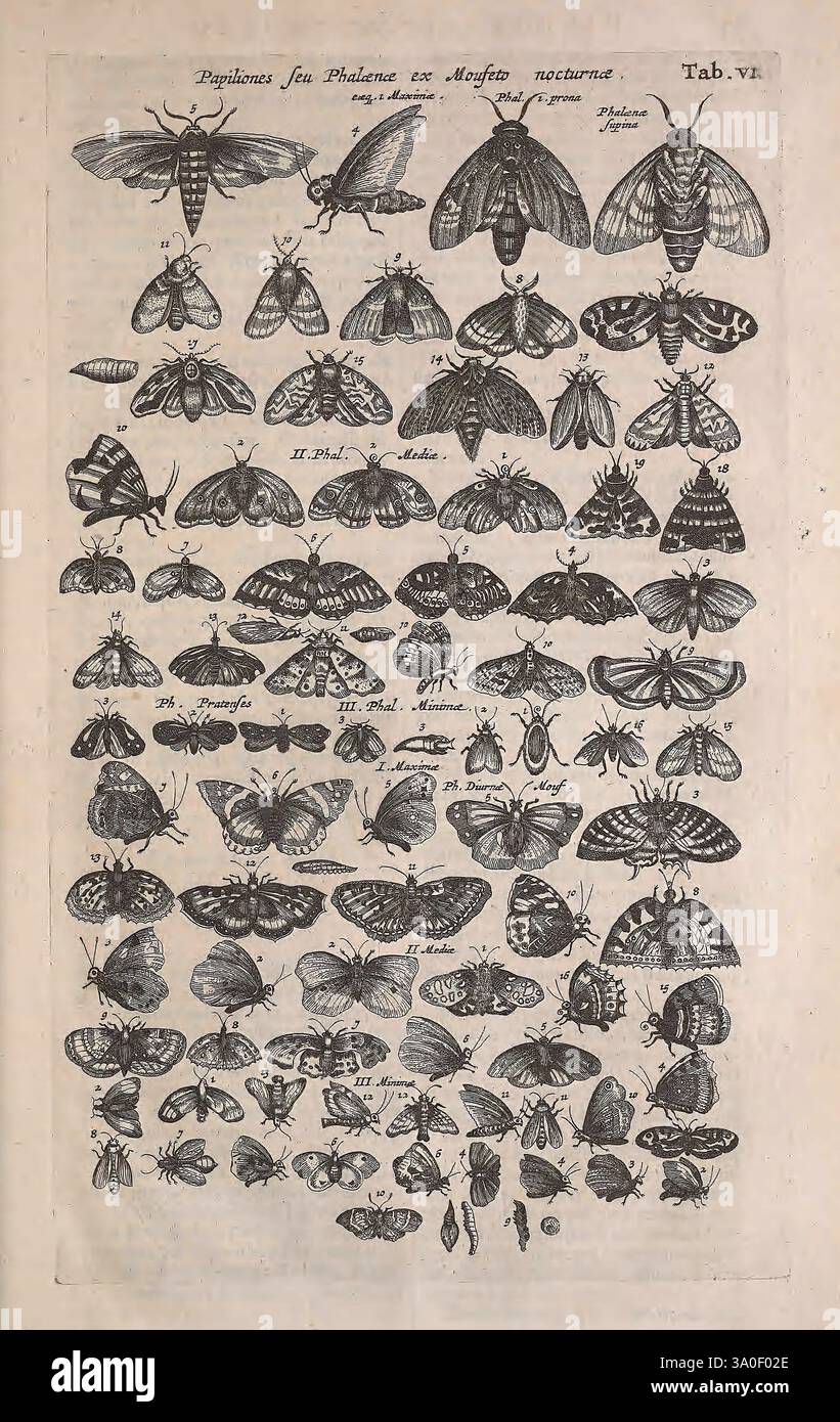 Diverse range of detailed wing patterns hi-res stock photography and ...
