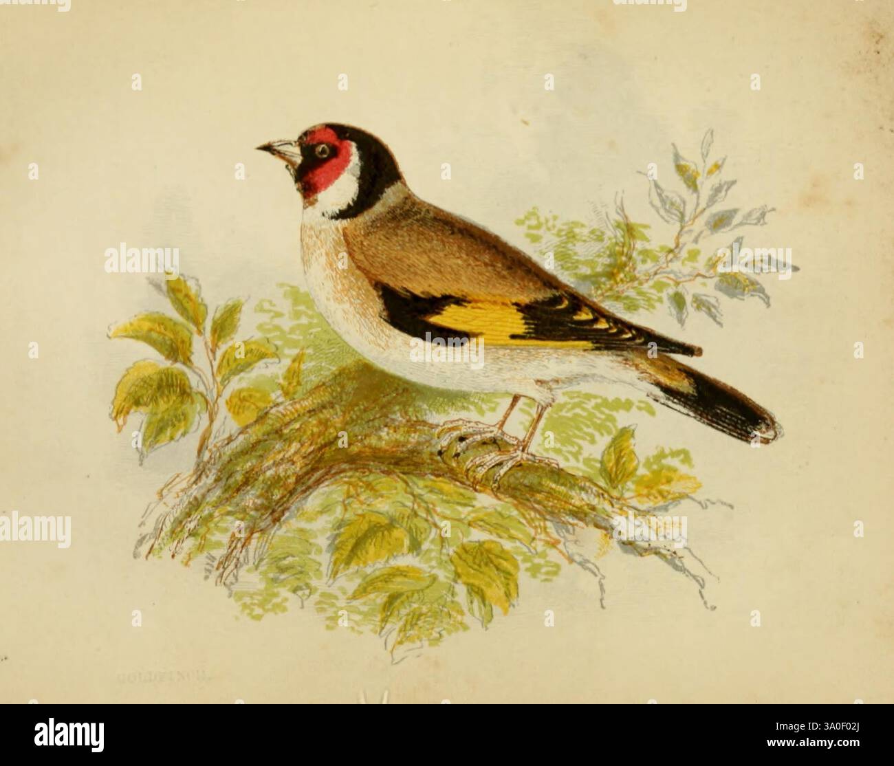 Birds distinctive red face hi-res stock photography and images - Alamy