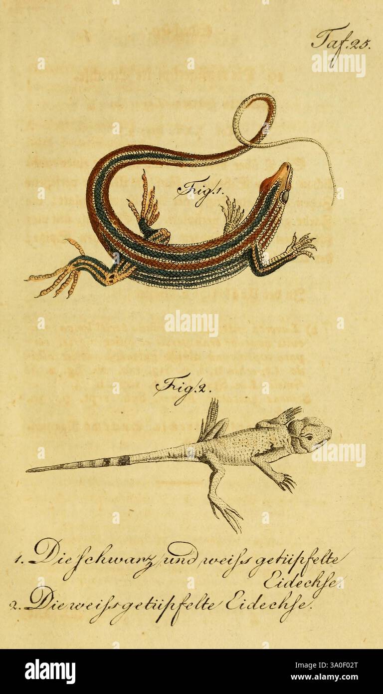 First lizard displays hi-res stock photography and images - Alamy