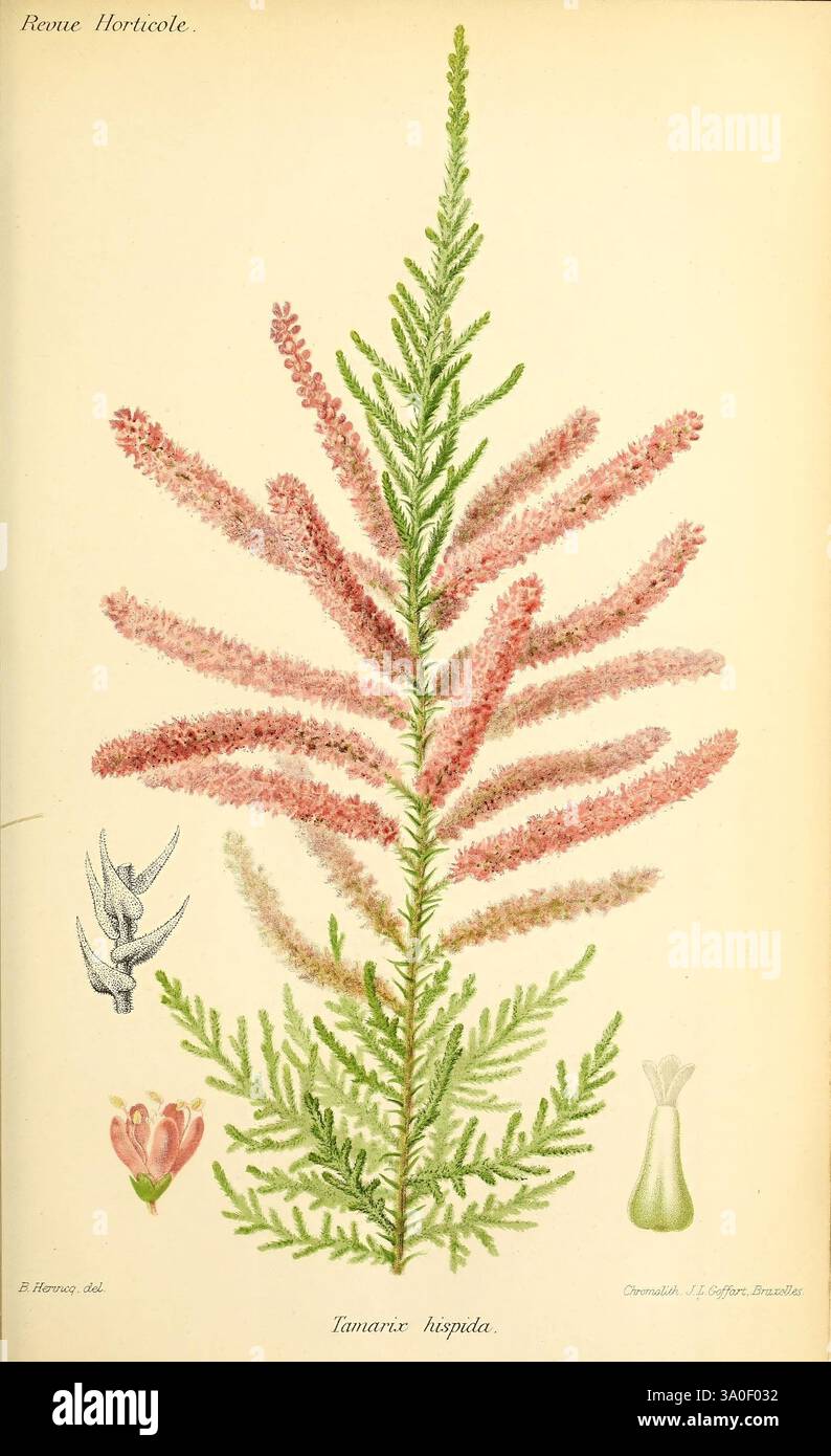 Revue horticole Paris Librairie agricole de la maison rustique 1829 ...