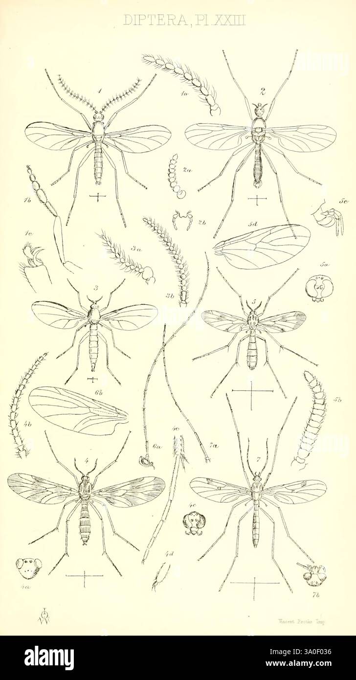 Insecta Britannica, Diptera, by Francis Walker. London, Reeve and ...