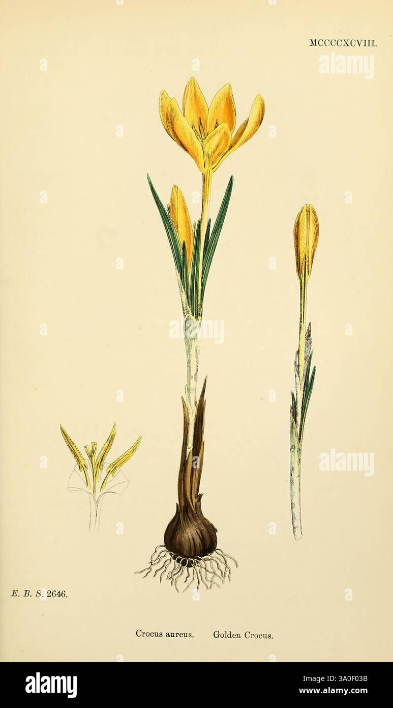 English botany Coloured figures British plants London R. Hardwicke 1863 ...