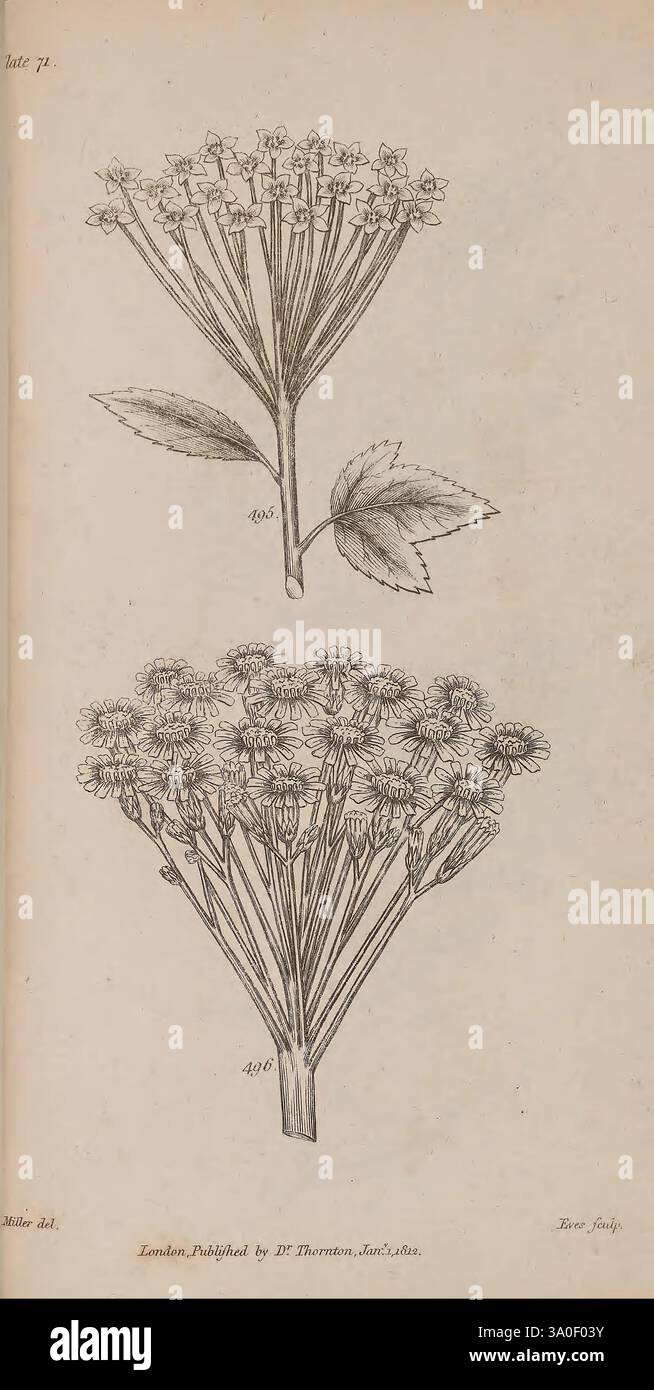 Two distinct clusters of delicate flowers hi-res stock photography and ...