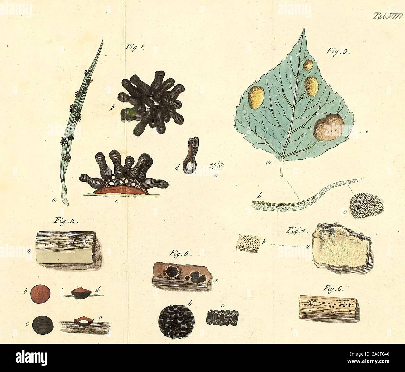 Fungal appendage hi-res stock photography and images - Alamy