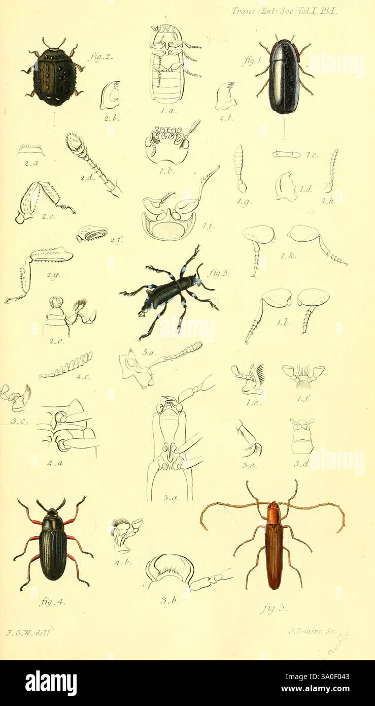 Variety of detailed depictions of beetles hi-res stock photography and ...