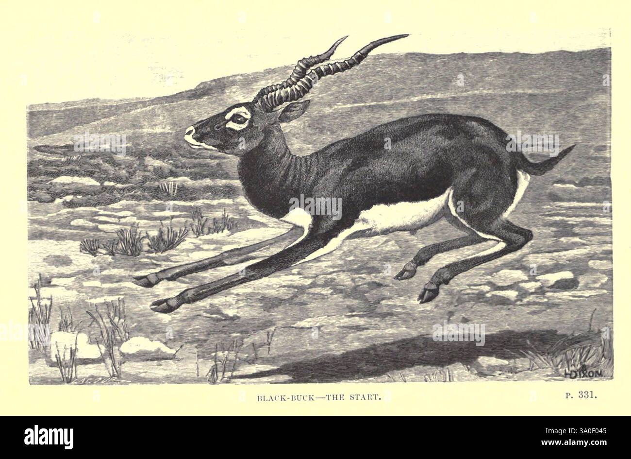 Wild beasts and their ways, 1890, hunting, animal behavior antelope ...