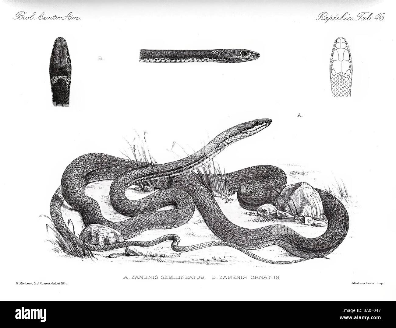 Diversity of serpentine forms hi-res stock photography and images - Alamy