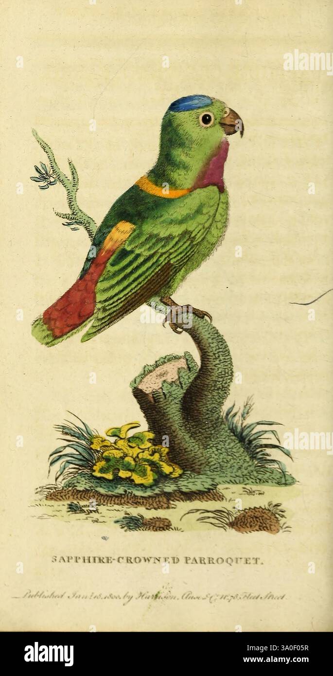 The Naturalist's Pocket Magazine or Compleat Cabinet of the Curiosities ...