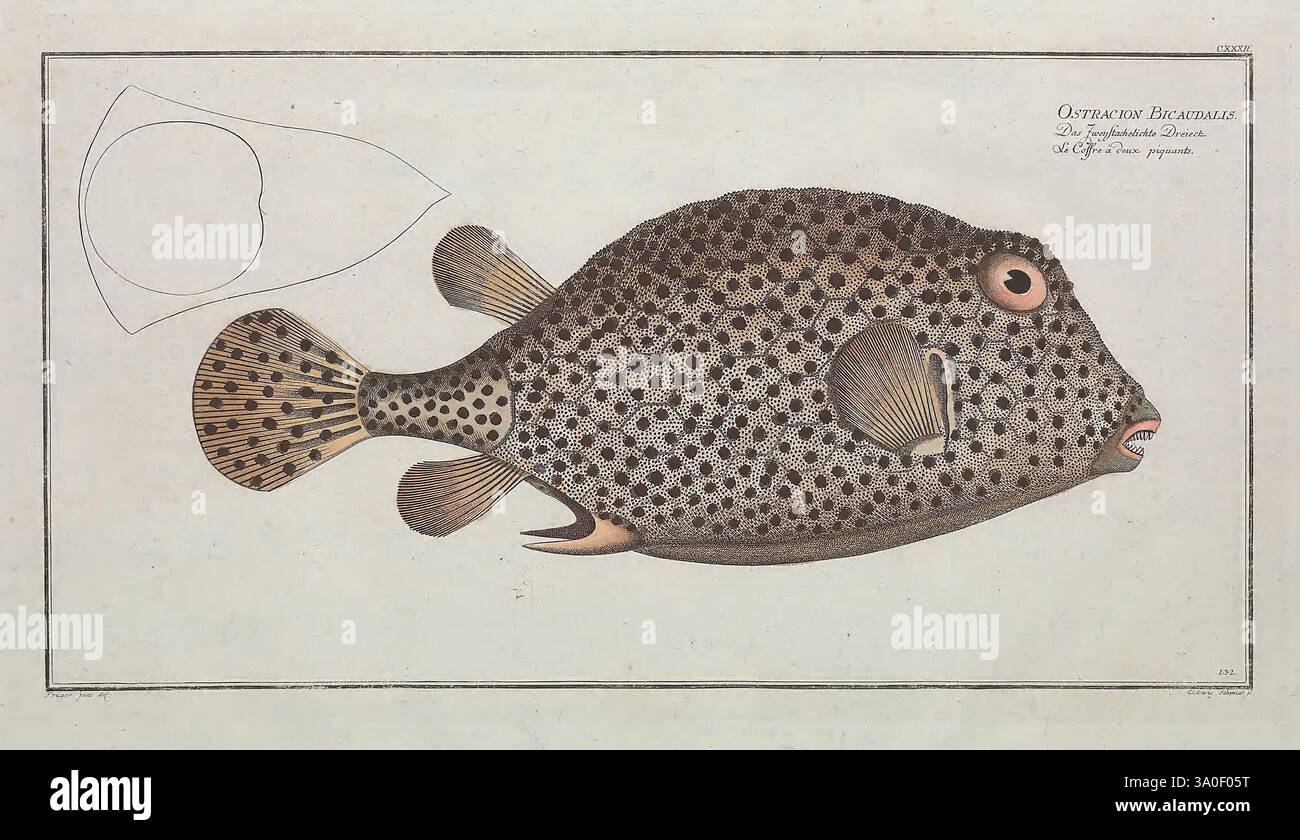 Detailed labeling accompanies hi-res stock photography and images - Alamy