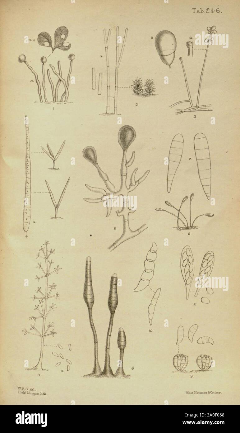 Labeled section presents distinct forms hi-res stock photography and ...