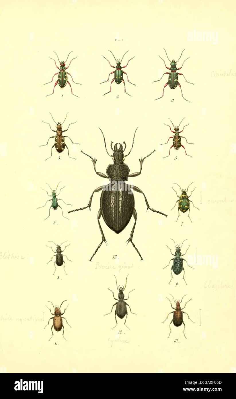 Musée entomologique illustré t.1 Paris, Rothschild, 1876-1878, beetles ...