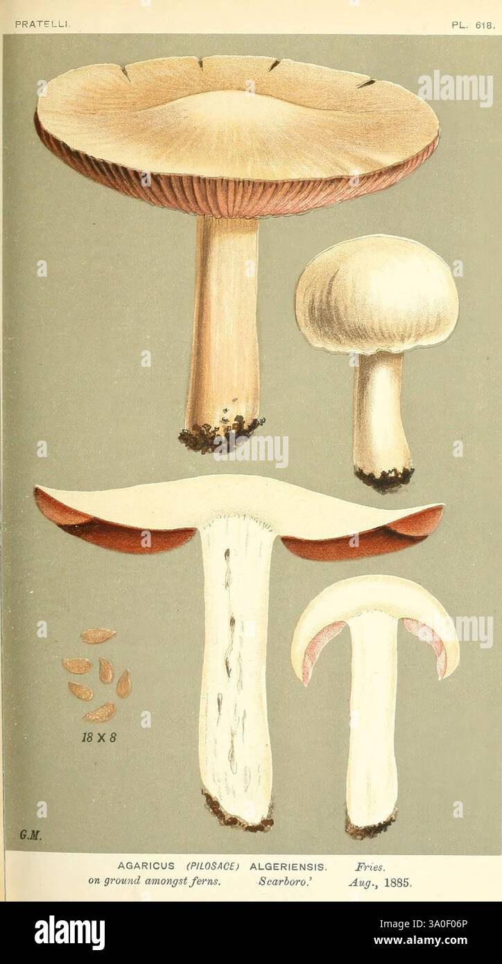 Detailed depiction of various fungi hi-res stock photography and images ...