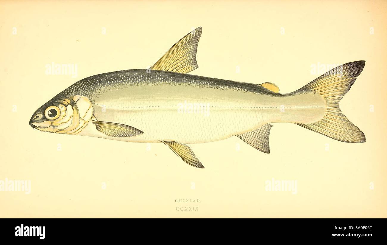 A history of the fishes of the British Islands, 1862-65, Great Britain ...