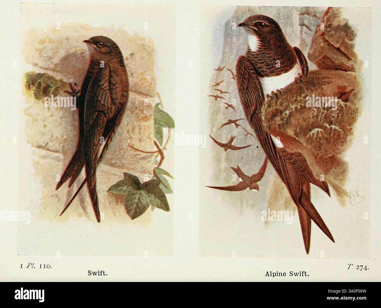 Illustration features two distinct species of swifts hi-res stock ...