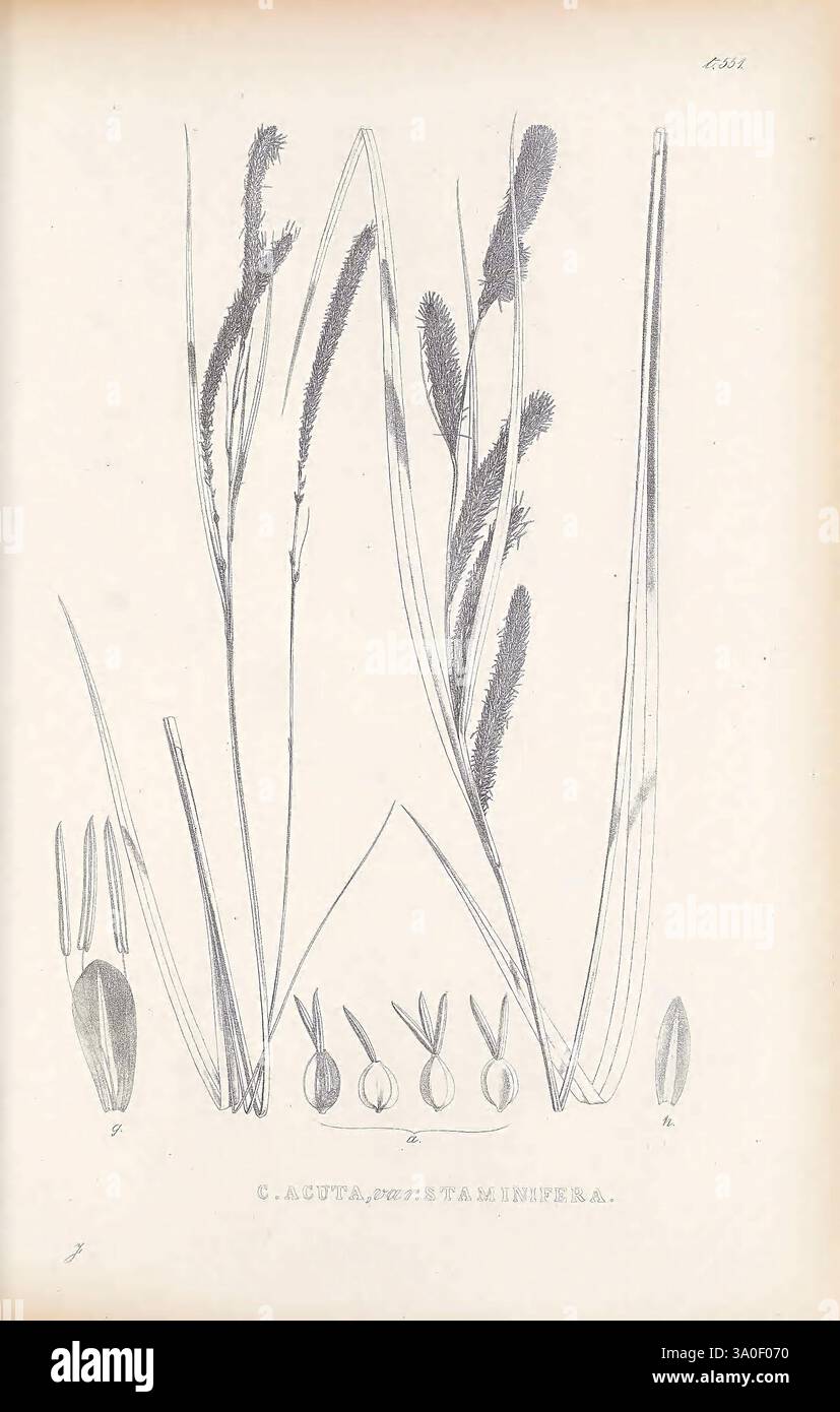 Illustrations, genus Carex, London, William Pamplin, 1858-1867, carex ...