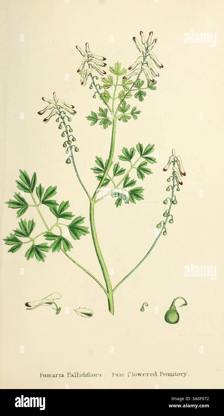 Small seed pods depicted hi-res stock photography and images - Alamy