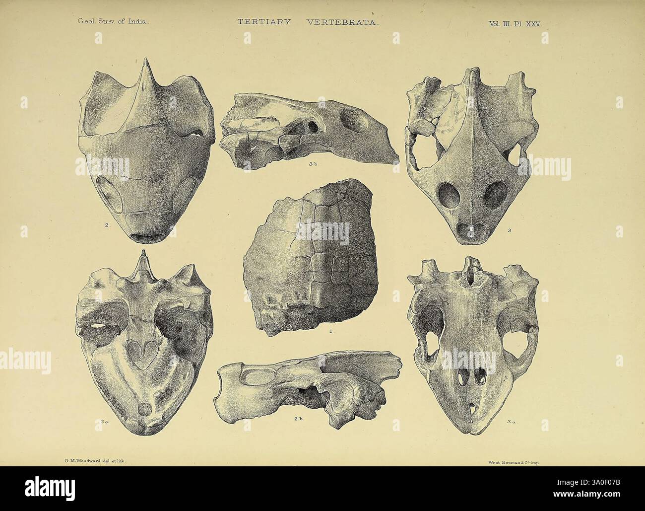 Indian Tertiary and post Tertiary Vertebrata Calcutta Geological Survey ...