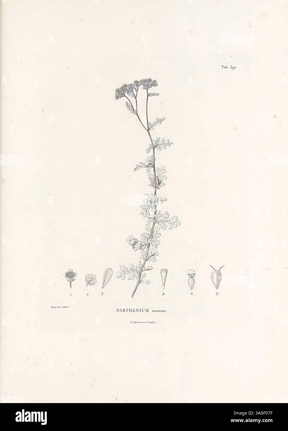 Genus parthemis hi-res stock photography and images - Alamy