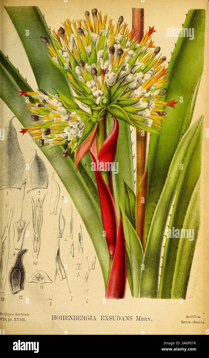 Consists of green bracts hi-res stock photography and images - Alamy