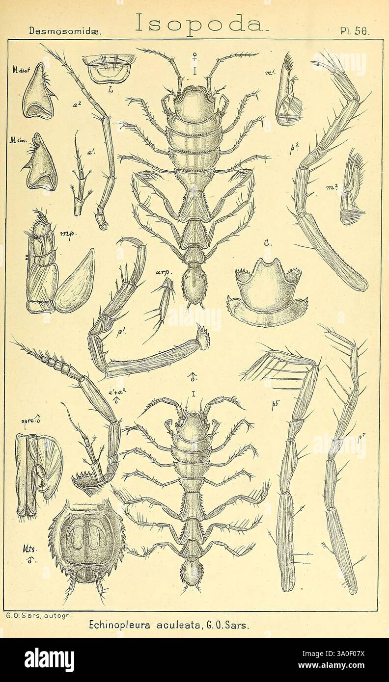 Isopod species echinopleura aculeata hi-res stock photography and ...